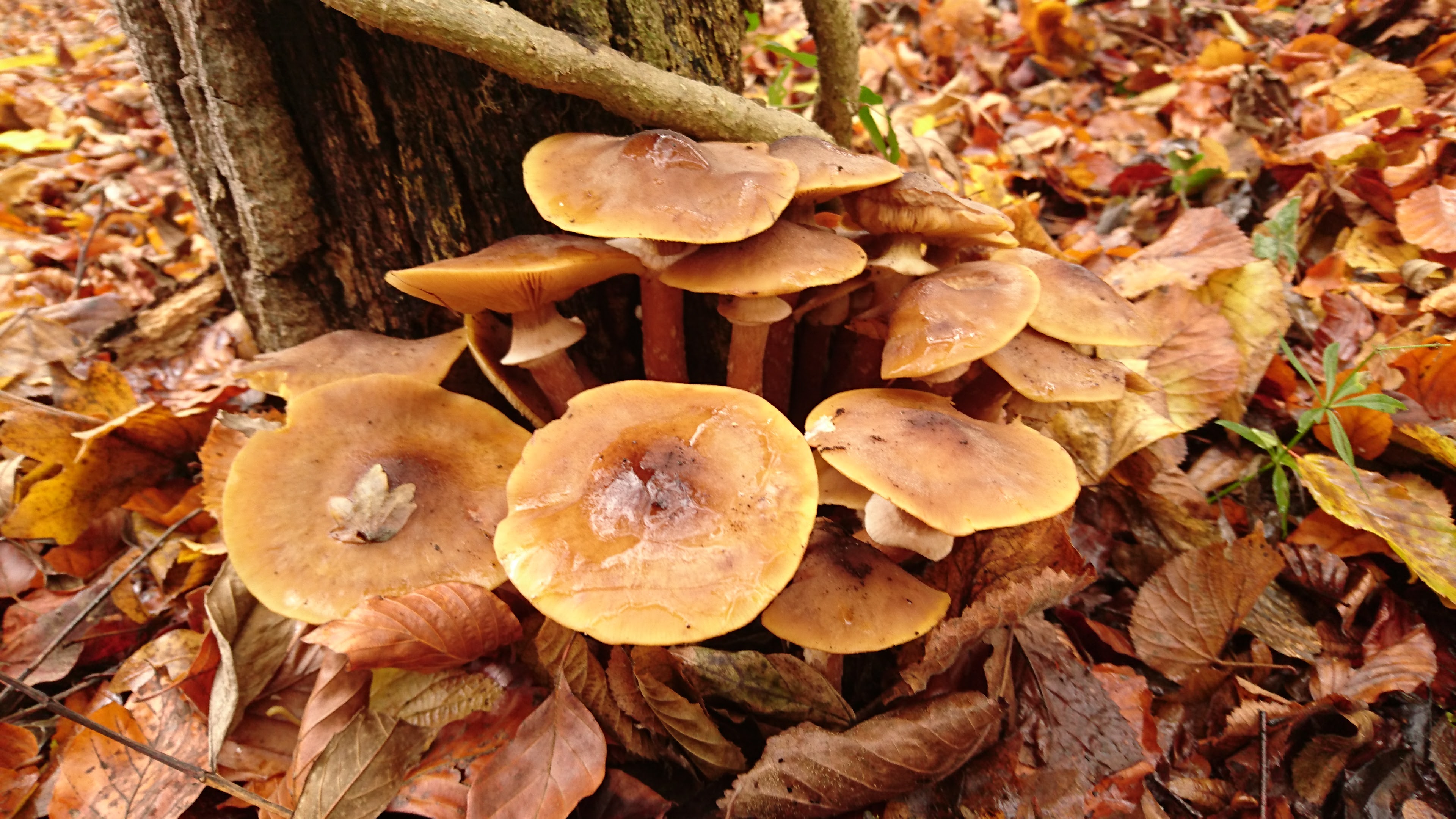 Hallimasch - Baumsicht